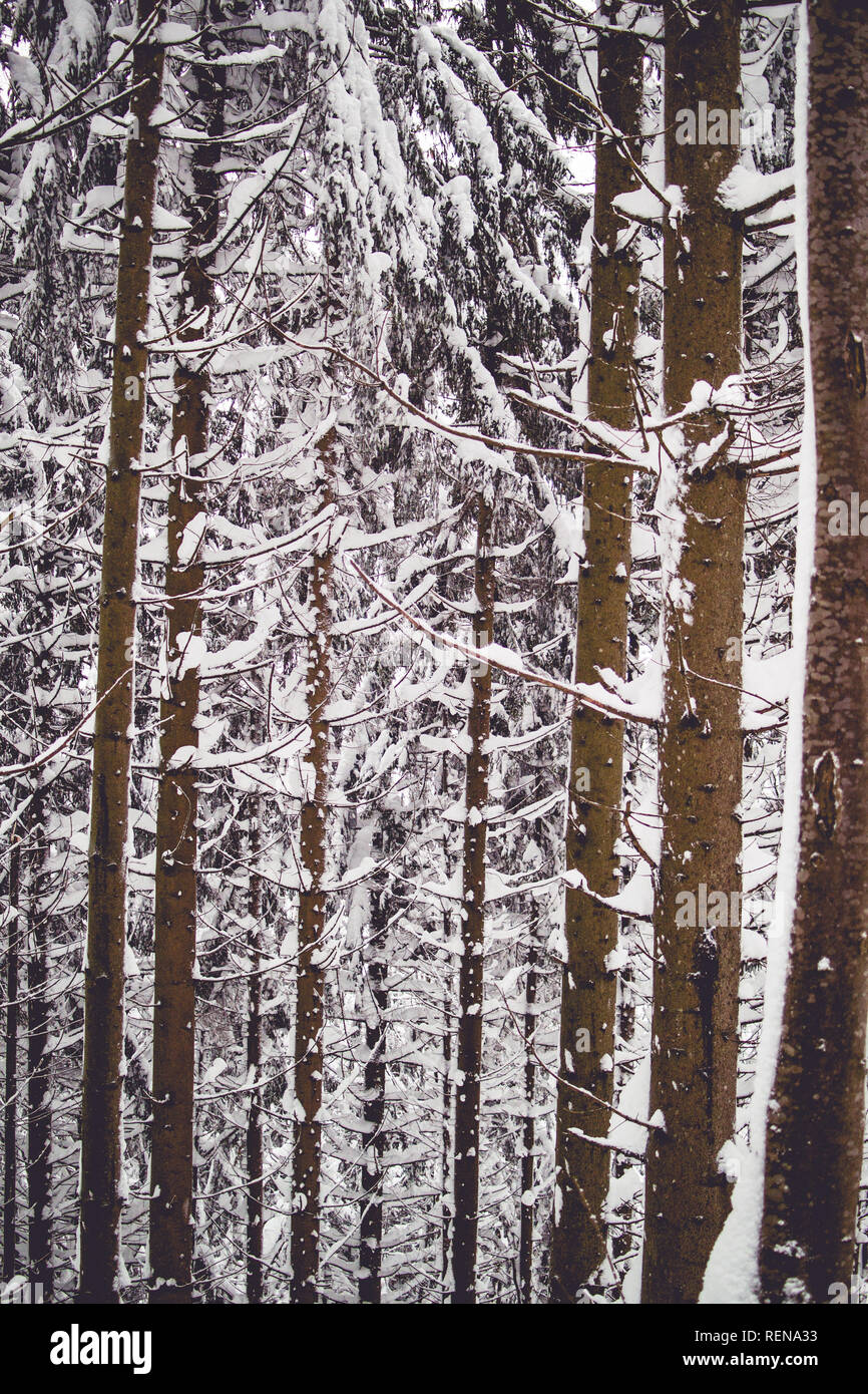 Snow covered tree-lined forest path in Hochsteinalm Stock Photo - Alamy