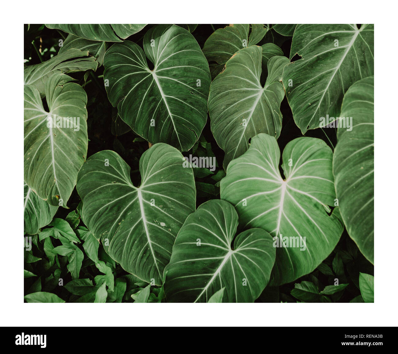 Succulence hi-res stock photography and images - Alamy