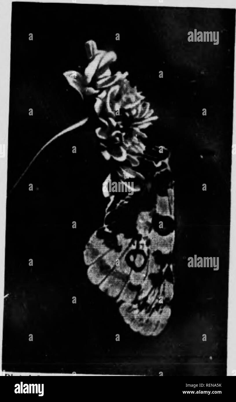 Ant lion flies Black and White Stock Photos & Images - Alamy