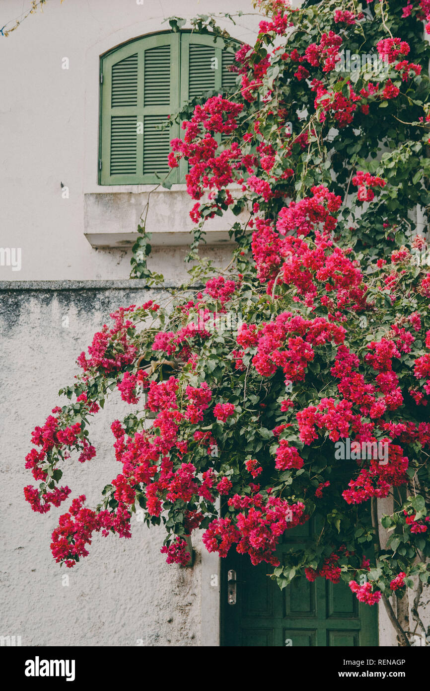 Bougainville today hi-res stock photography and images - Alamy