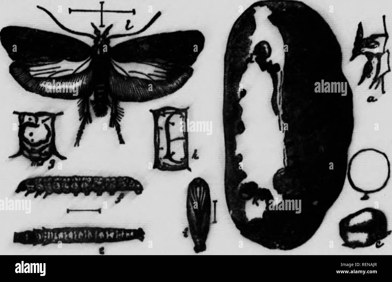 Pitch moth Black and White Stock Photos & Images - Alamy