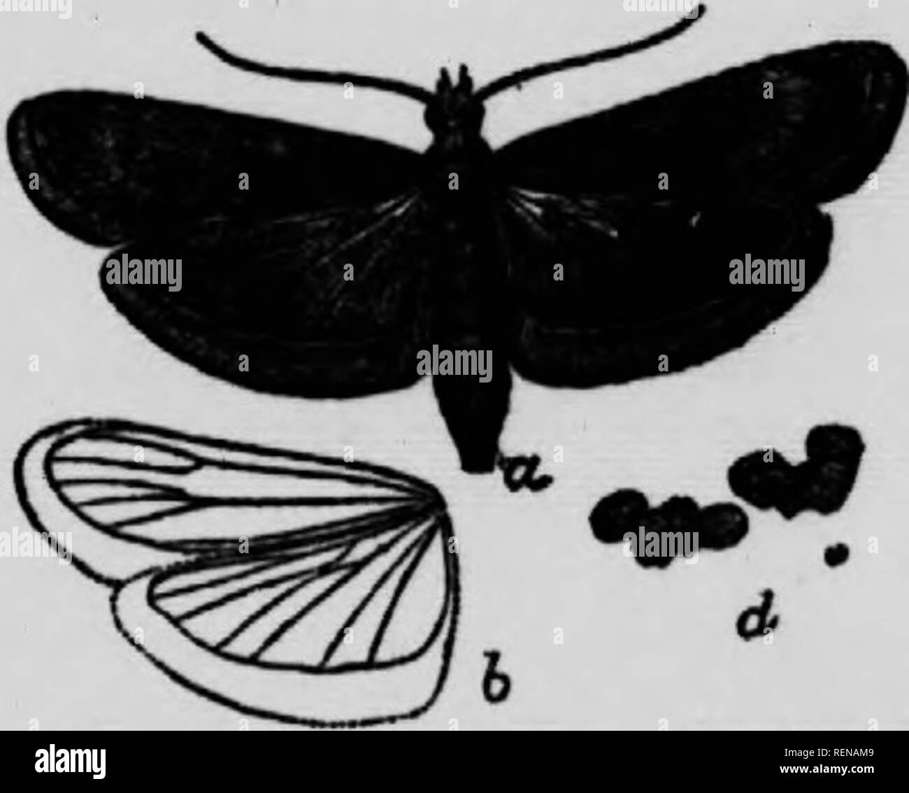Cacao moth Black and White Stock Photos & Images - Alamy