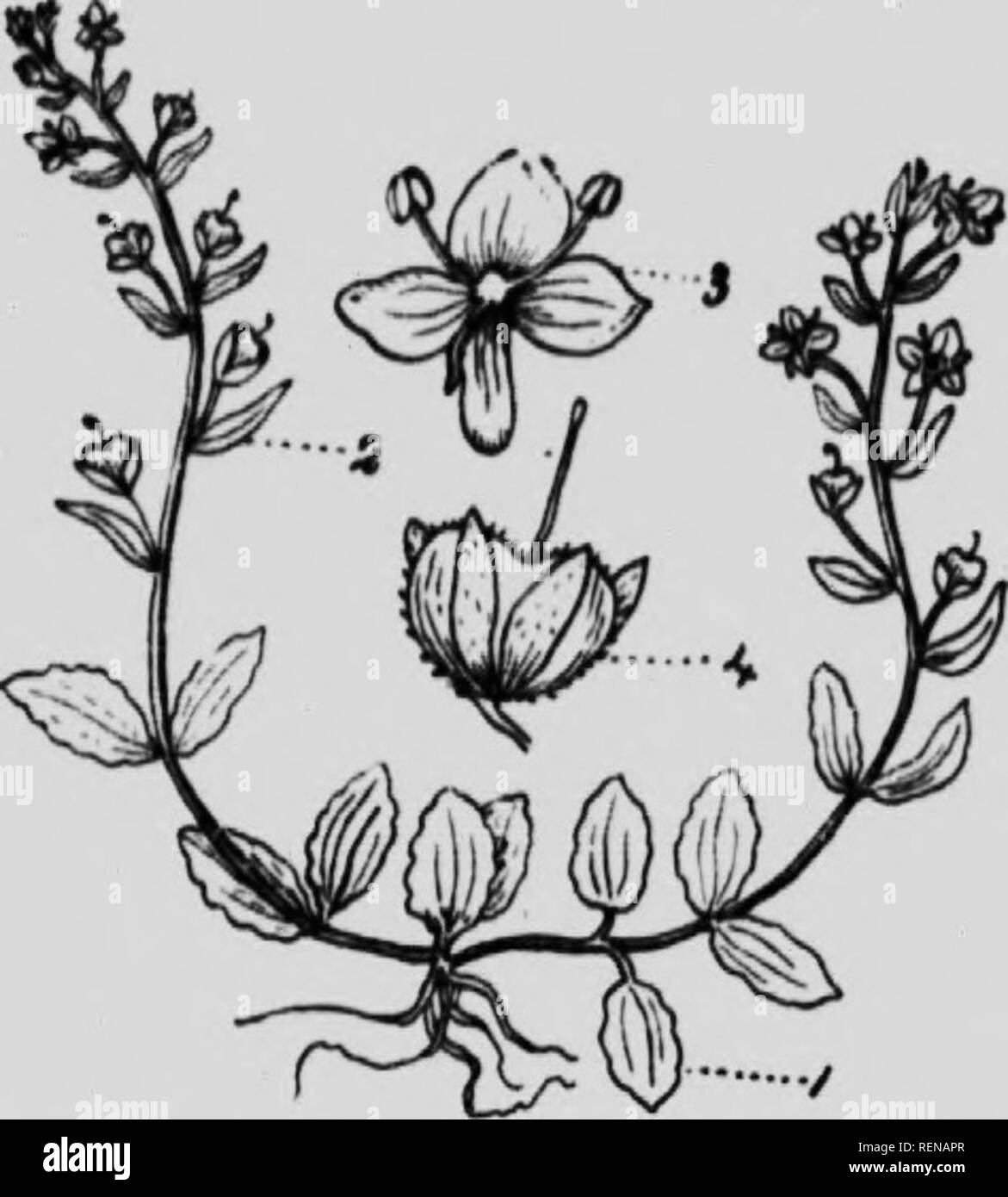 Dit flower hi-res stock photography and images - Alamy