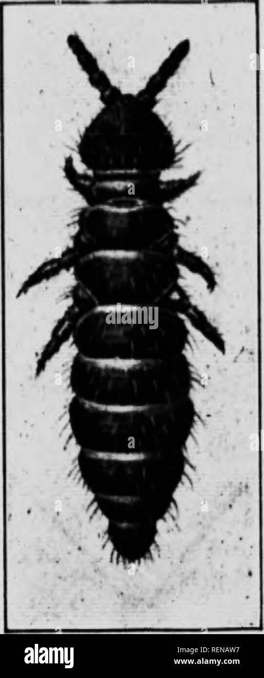 . Class book of economic entomology [microform] : with special ...