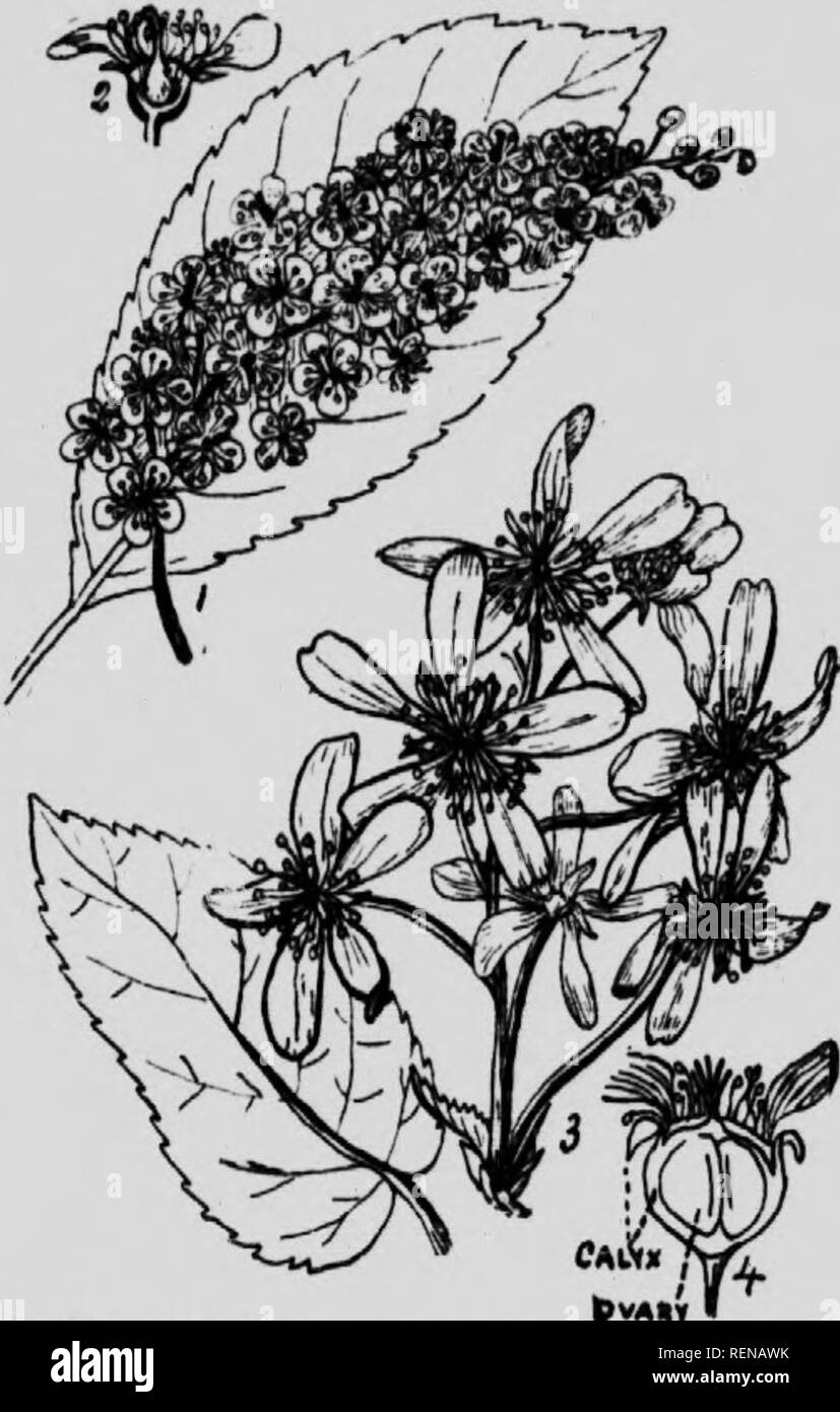 Choke cherry tree Black and White Stock Photos & Images - Alamy