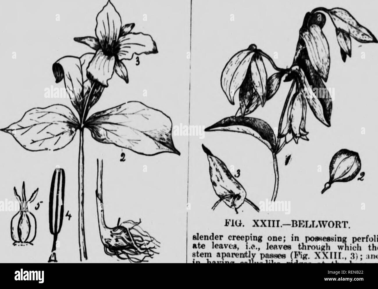 Birthroot hi-res stock photography and images - Alamy