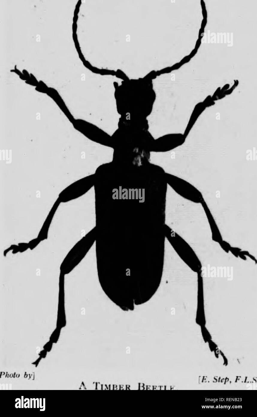 Fiddler beetle hi-res stock photography and images - Alamy