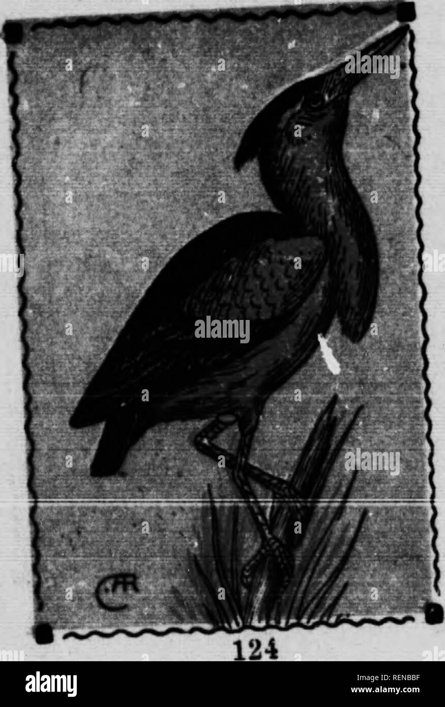 Rare and endangered birds Black and White Stock Photos & Images - Alamy