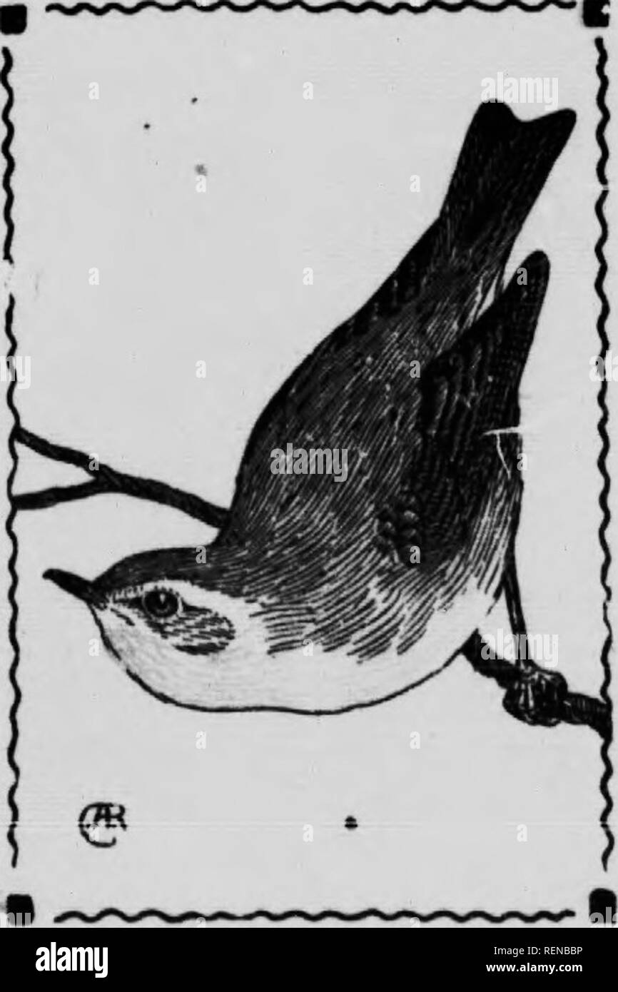 Confused bird species hi-res stock photography and images - Alamy