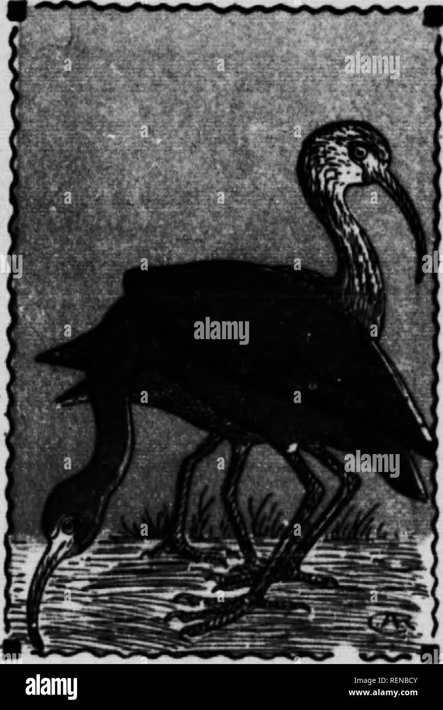 Scarlet ibis plumage Black and White Stock Photos & Images - Alamy