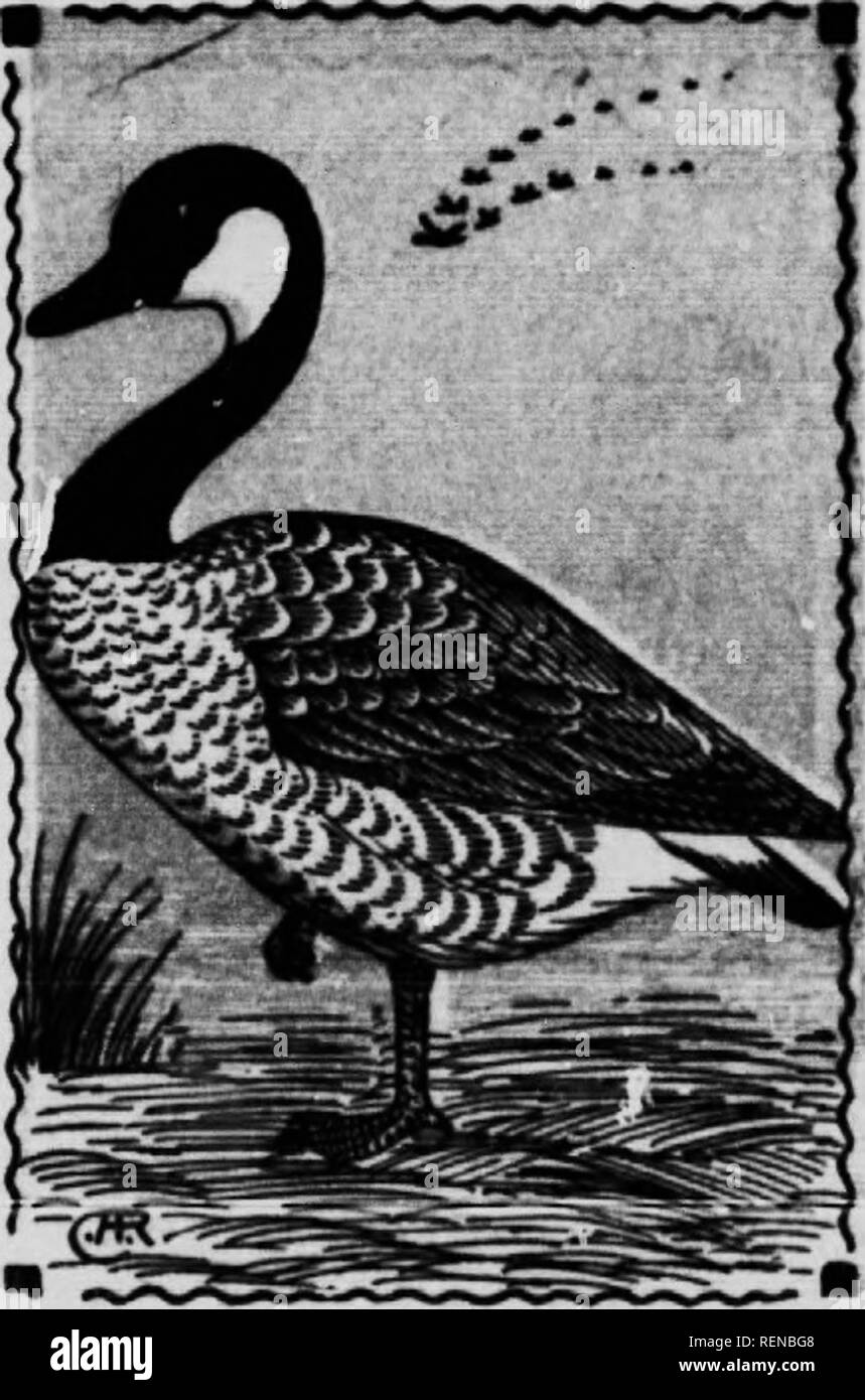 V shaped flock of birds hi-res stock photography and images - Alamy