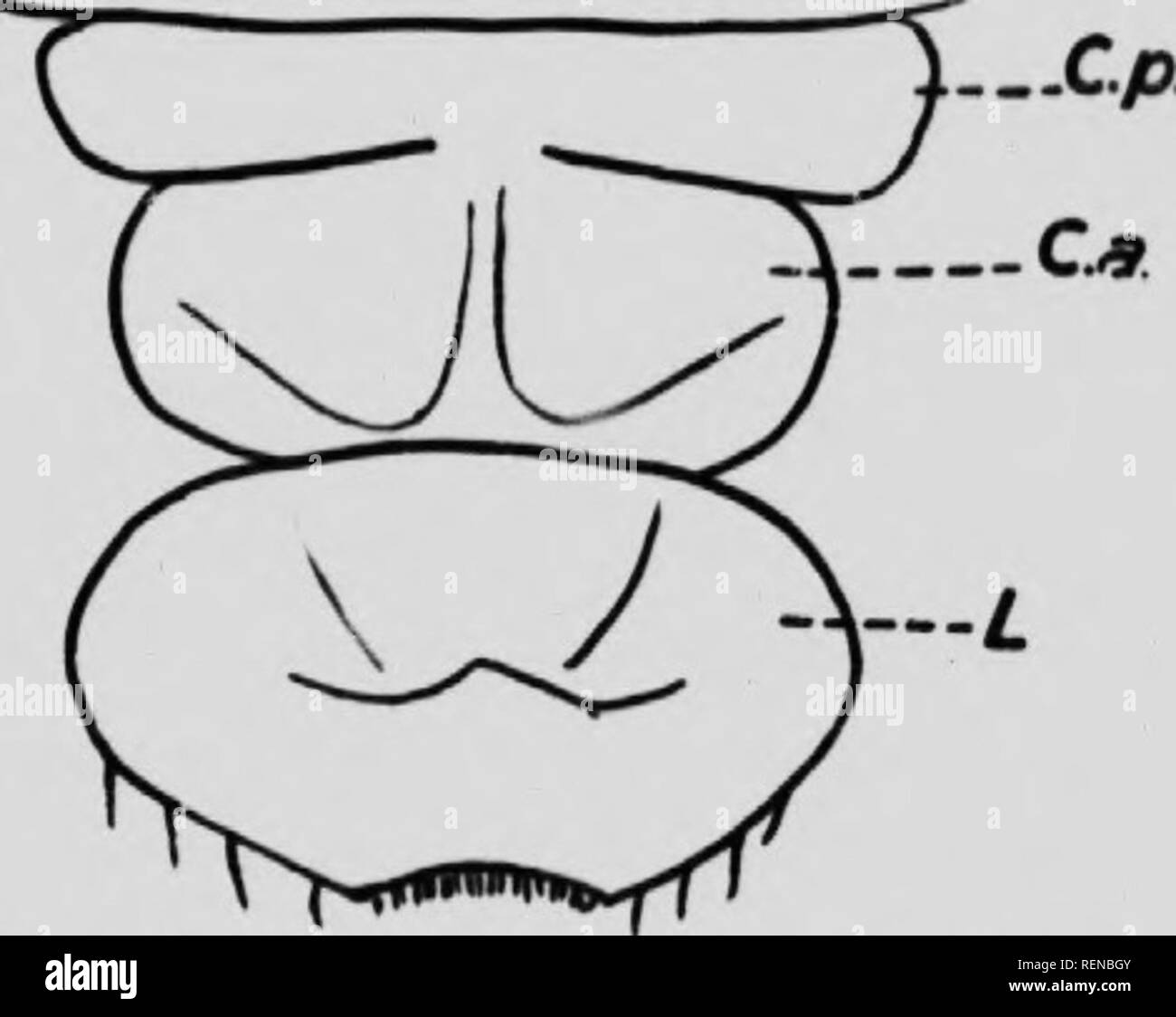 . Class book of economic entomology [microform] : with special ...