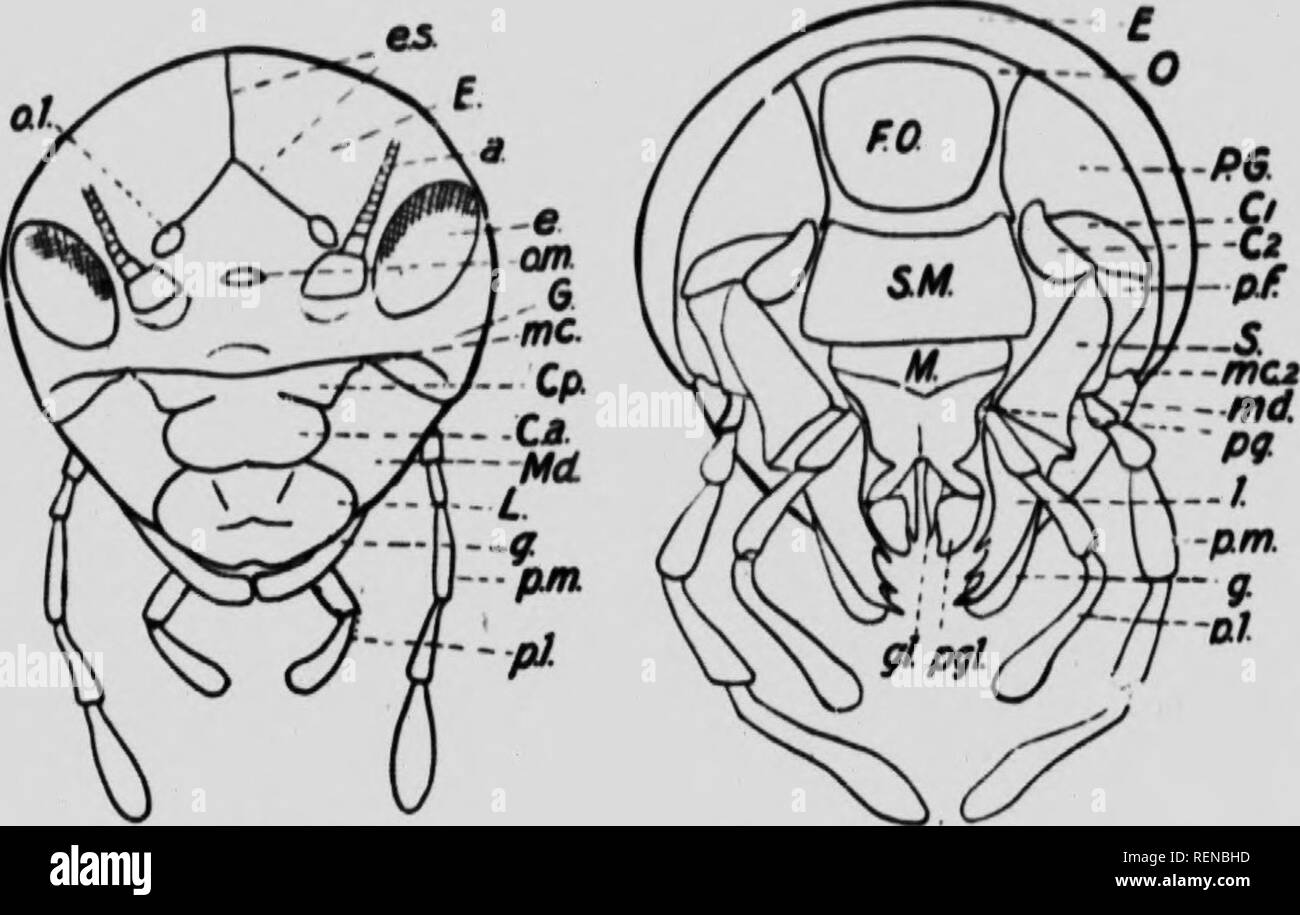 . Class book of economic entomology [microform] : with special ...