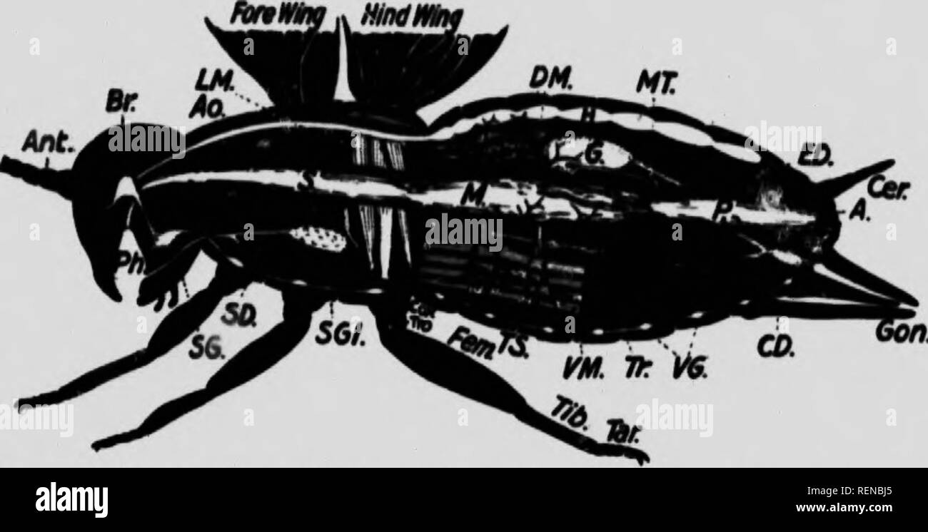 Gula Black and White Stock Photos & Images - Alamy