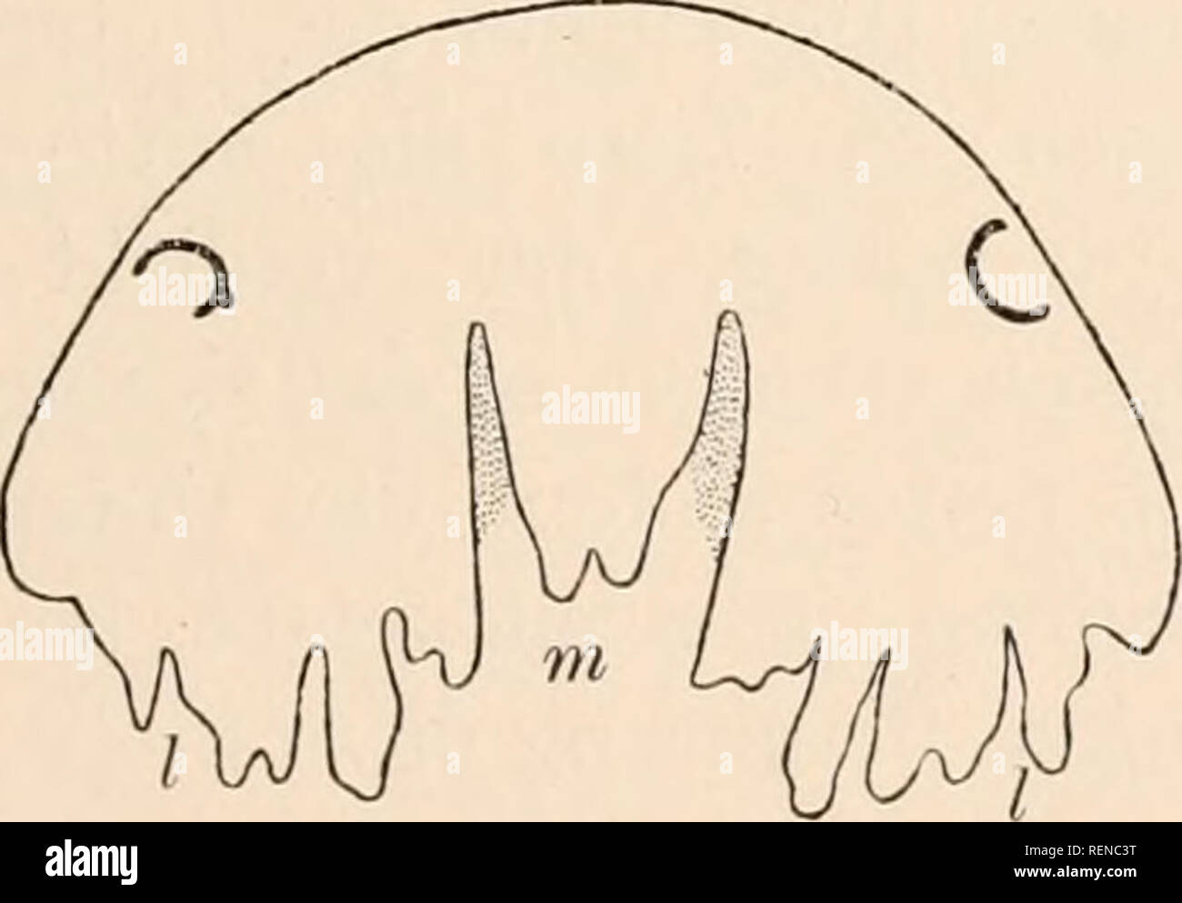 Tiefe lappen hi-res stock photography and images - Alamy