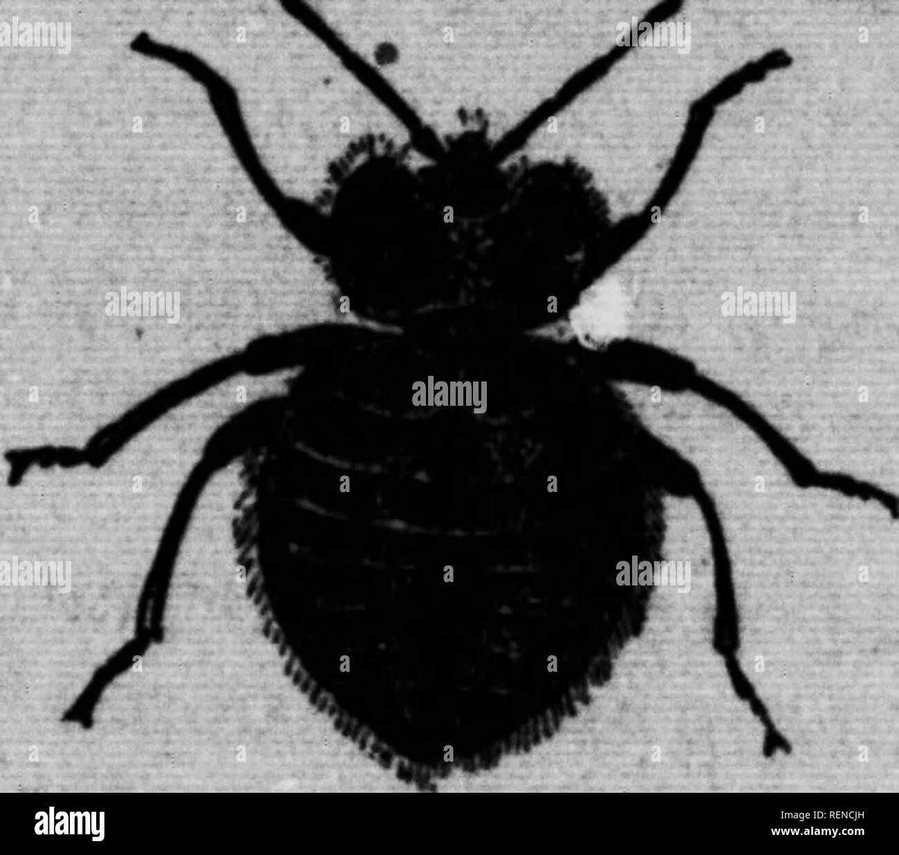 Plantes pour insectes hi-res stock photography and images - Alamy