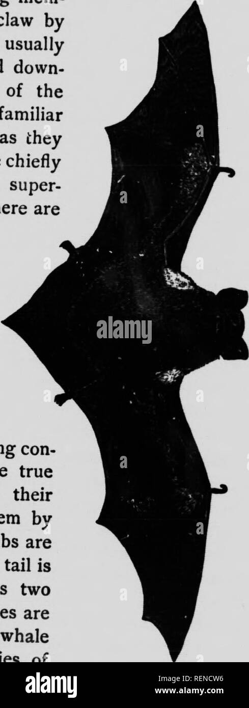 Hooked claw Black and White Stock Photos & Images - Alamy