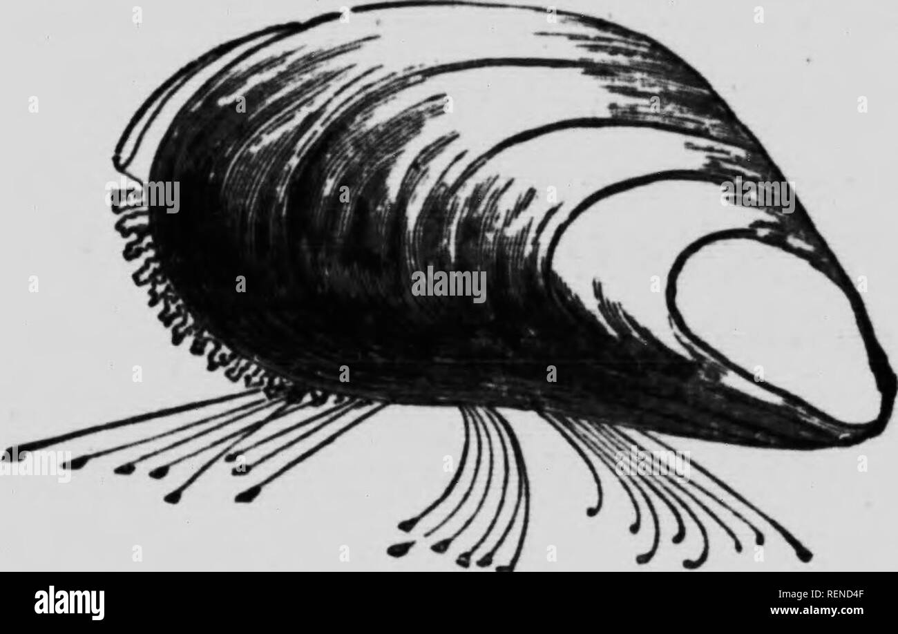 Razor clam hole hi-res stock photography and images - Alamy