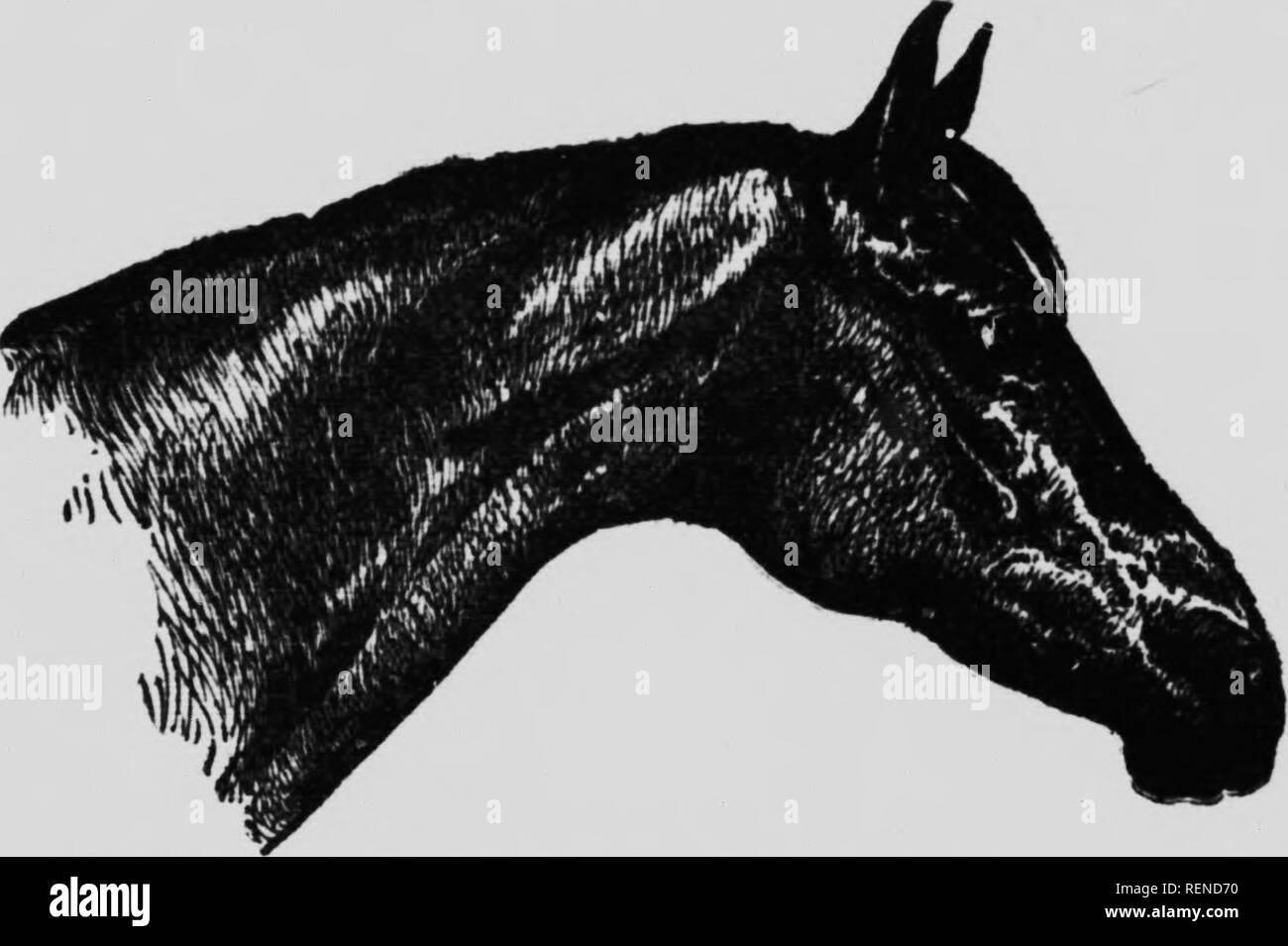 Flo progressive hi-res stock photography and images - Alamy