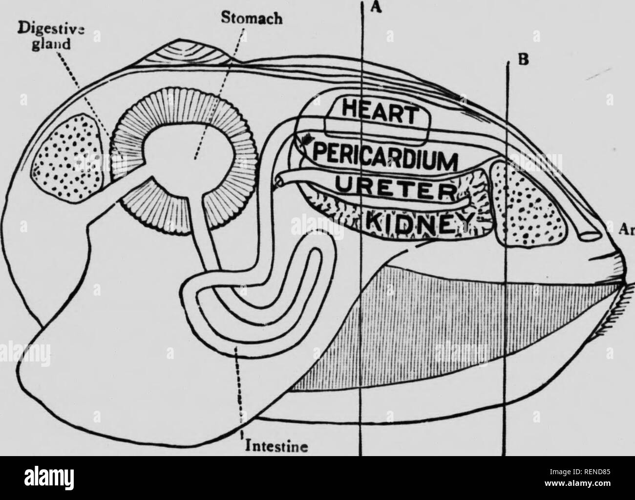 . Zoölogy [microform] : descriptive and practical. Zoology; Zoologie ...