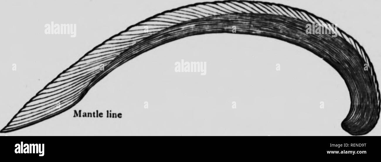 . Zoölogy [microform] : descriptive and practical. Zoology; Zoologie. no