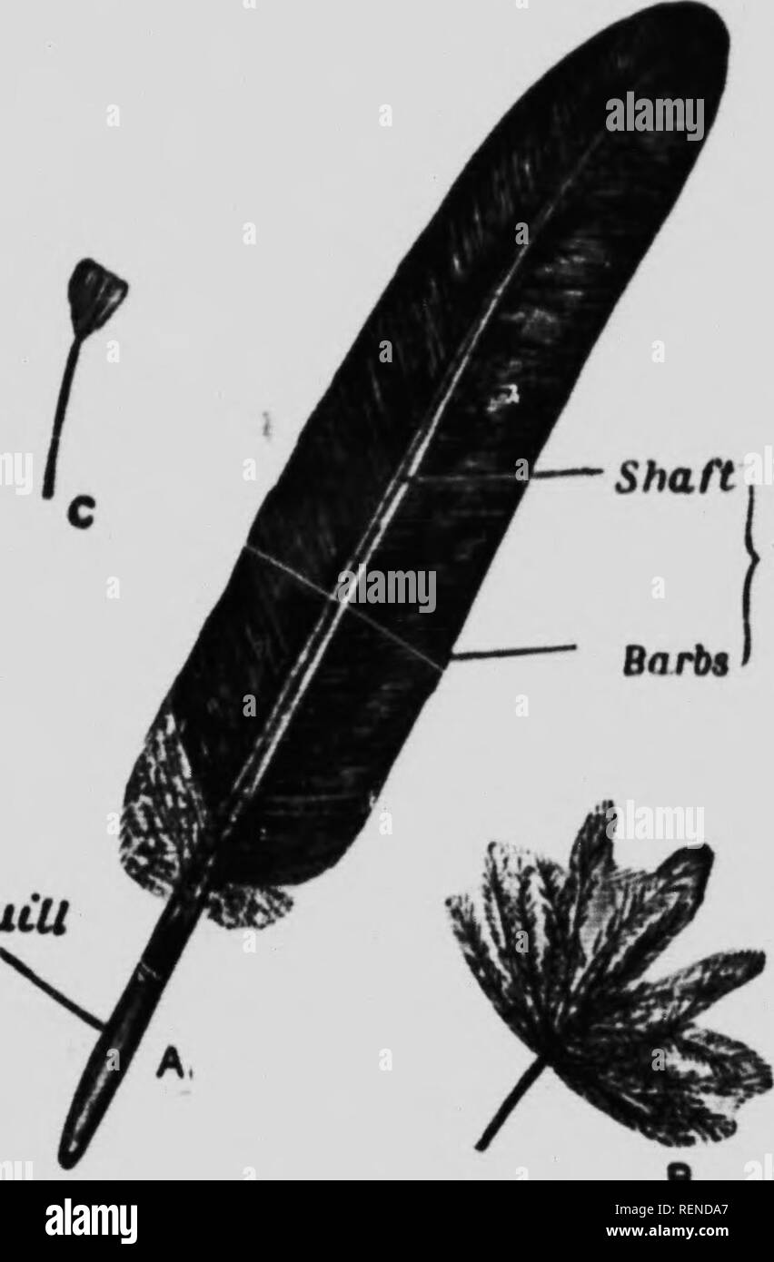 Featherless birds Black and White Stock Photos & Images - Alamy