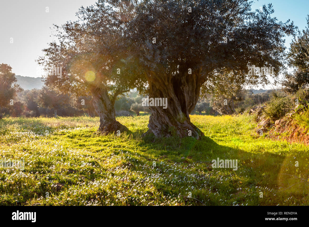 old olive trees grove in bright morning sunlight Alentejo Landscape ...
