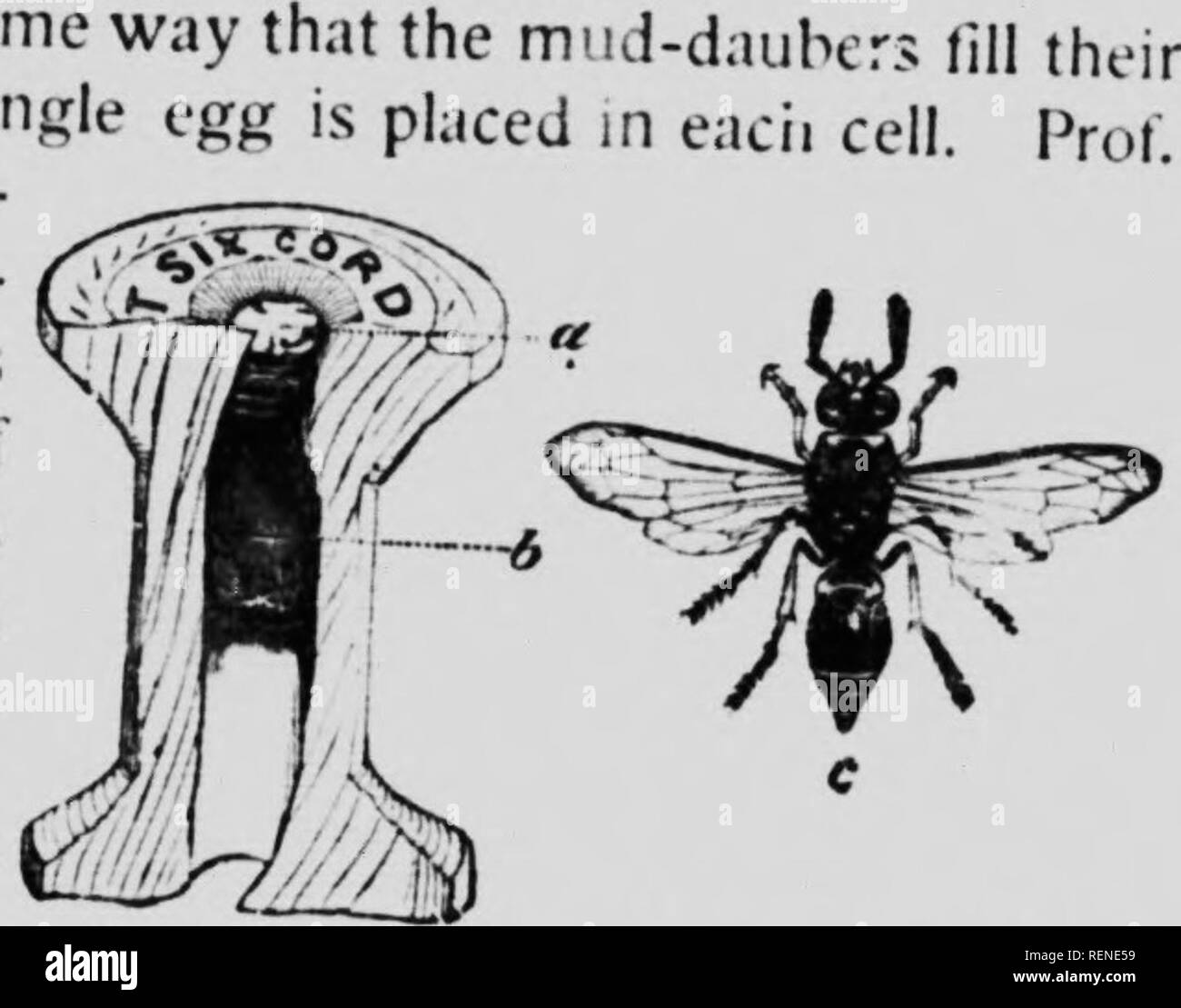 Moths spiders ants beetles Black and White Stock Photos & Images - Alamy