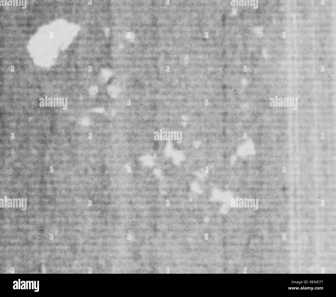 Hunting hen Black and White Stock Photos & Images - Alamy