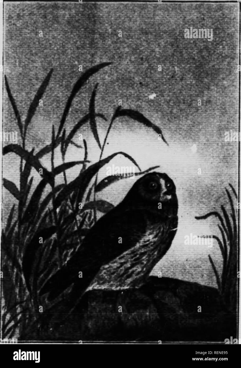 Reversible outer toe hi-res stock photography and images - Alamy