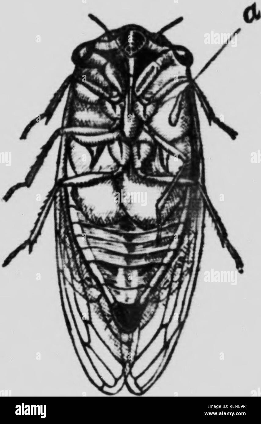 . The insect book [microform] : a popular account of the bees, wasps ...
