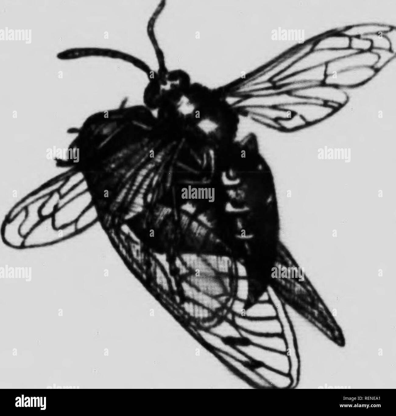 . The insect book [microform] : a popular account of the bees, wasps ...