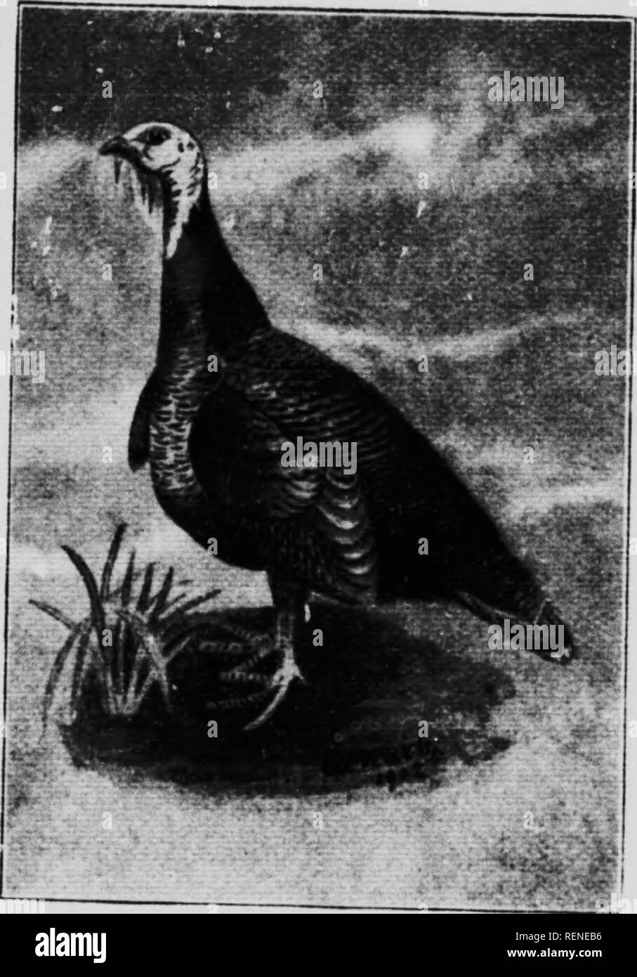 Gallina birds hi-res stock photography and images - Alamy