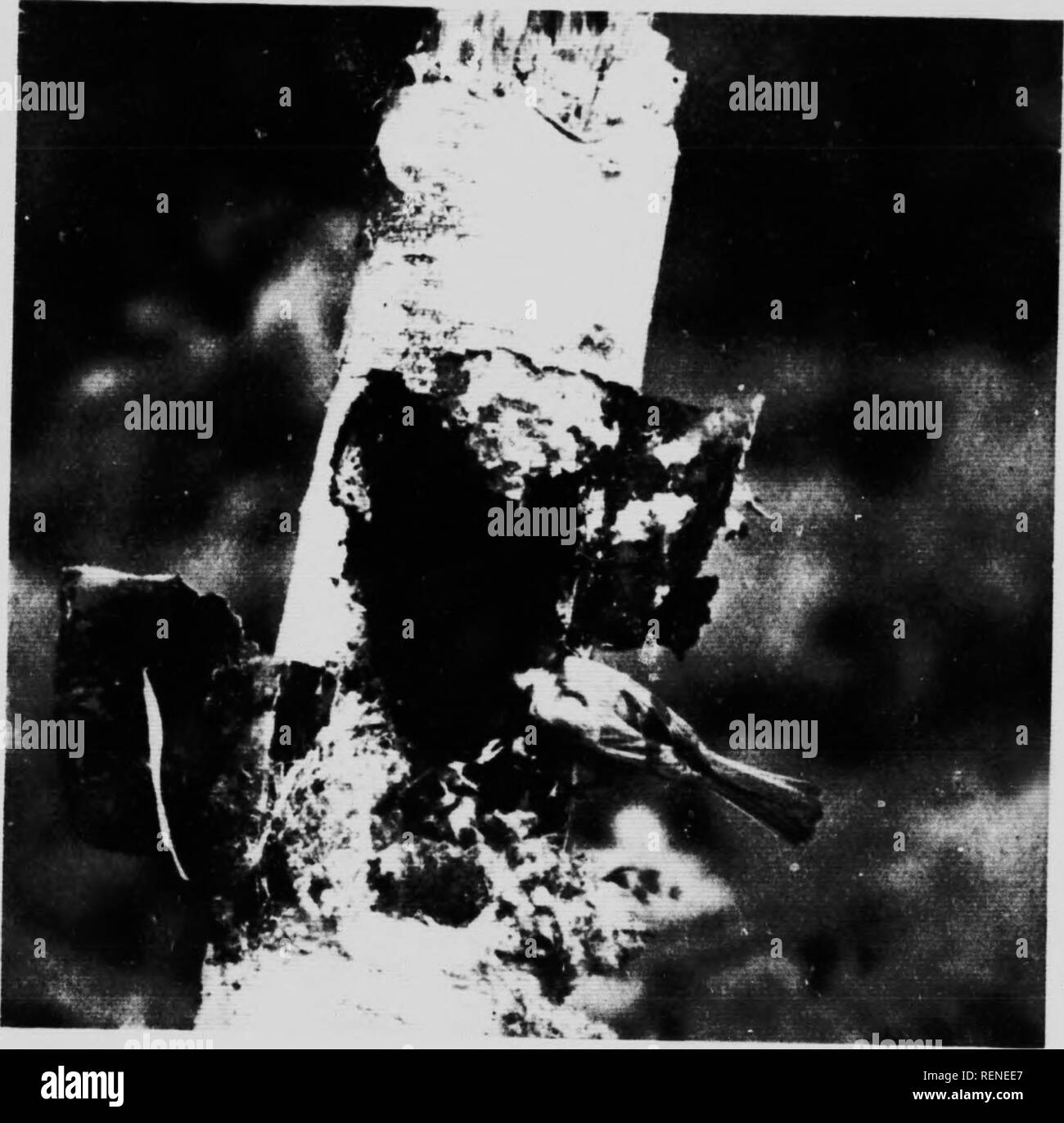 Two ho ho birds hi-res stock photography and images - Alamy