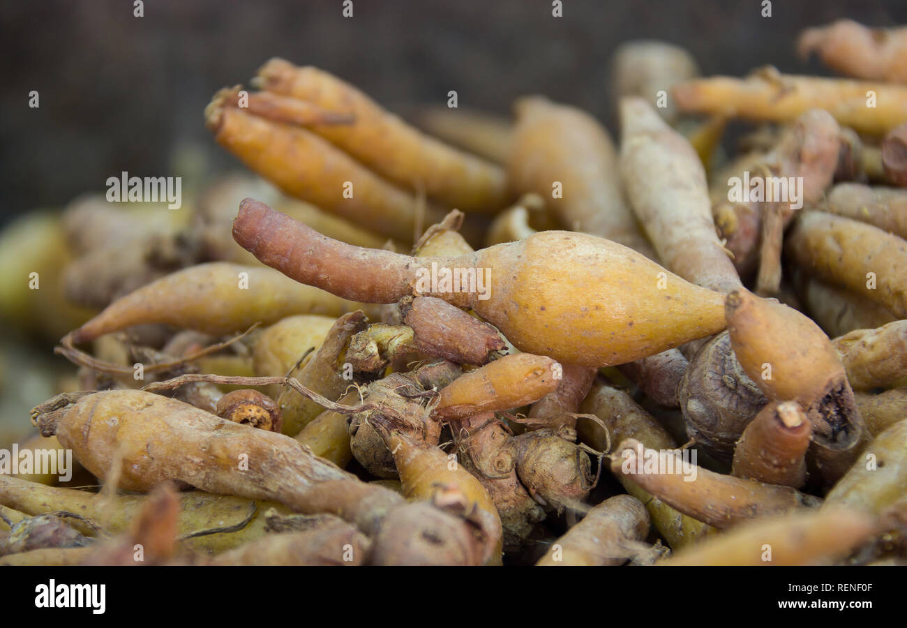 Finger root hi-res stock photography and images - Alamy