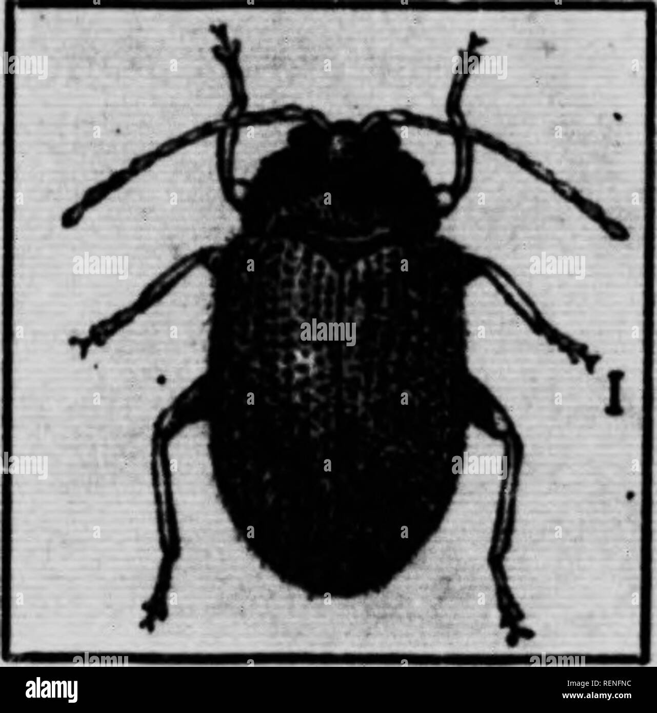 . Les altises, comment les combattre [microforme]. Insectes nuisibles ...