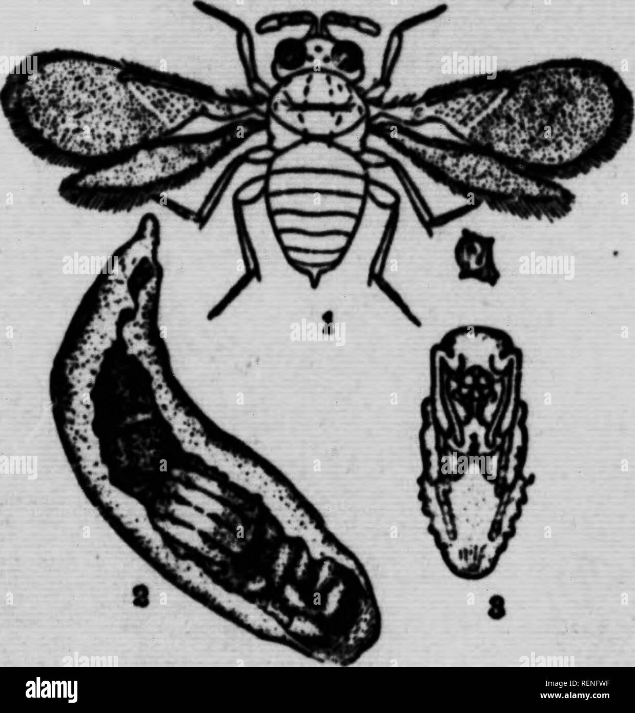 San jose scale insect pest Black and White Stock Photos & Images - Alamy