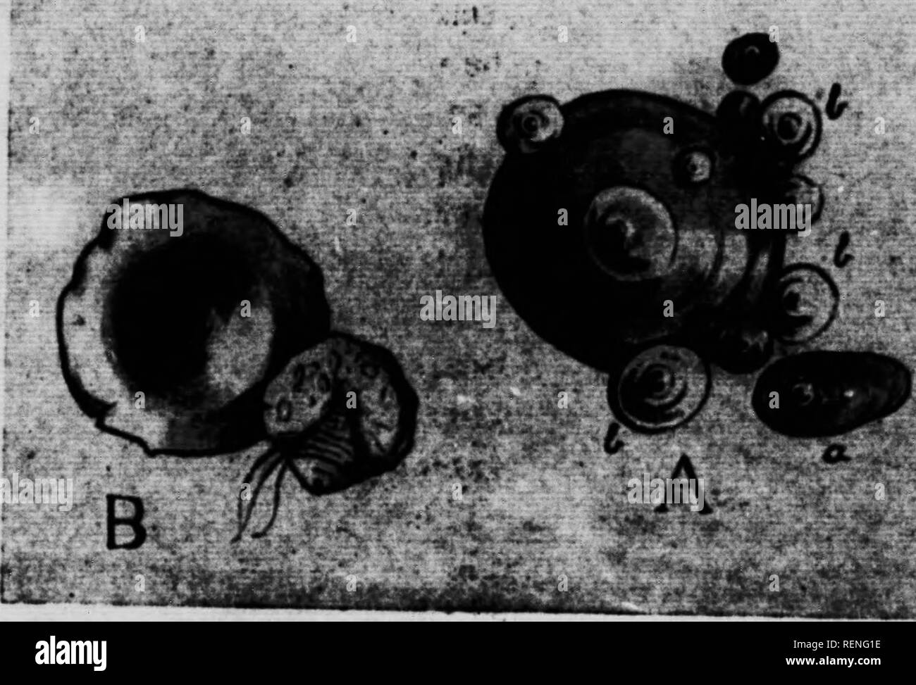 Fruits and pou hi-res stock photography and images - Alamy