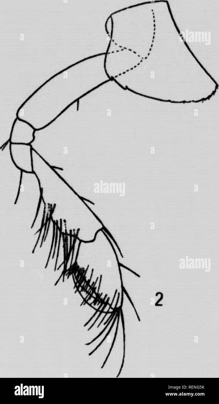 Gammarid High Resolution Stock Photography and Images - Alamy