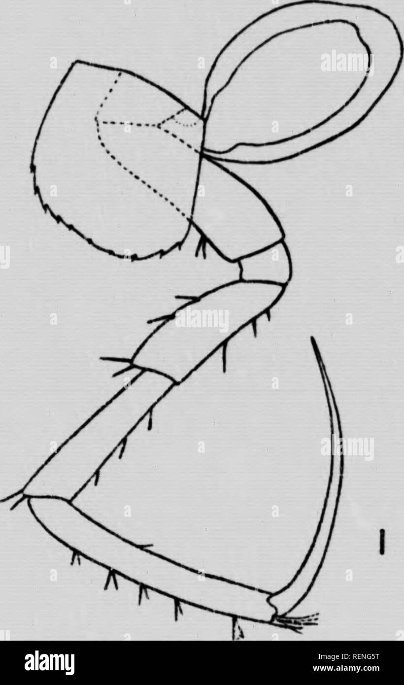 Amphipods arctic hi-res stock photography and images - Alamy