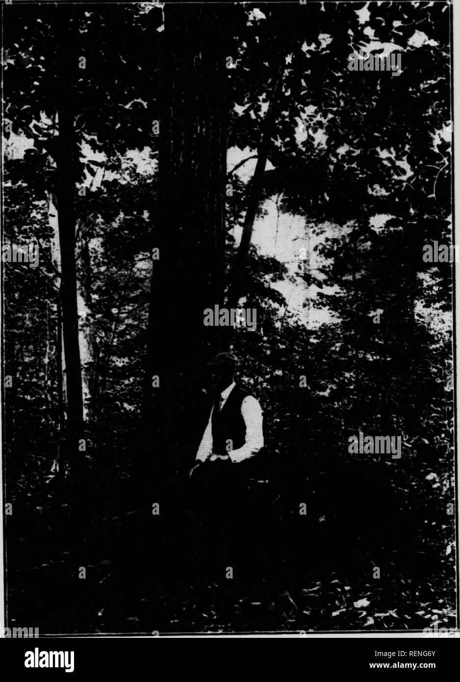 Old coppice tree Black and White Stock Photos & Images - Alamy