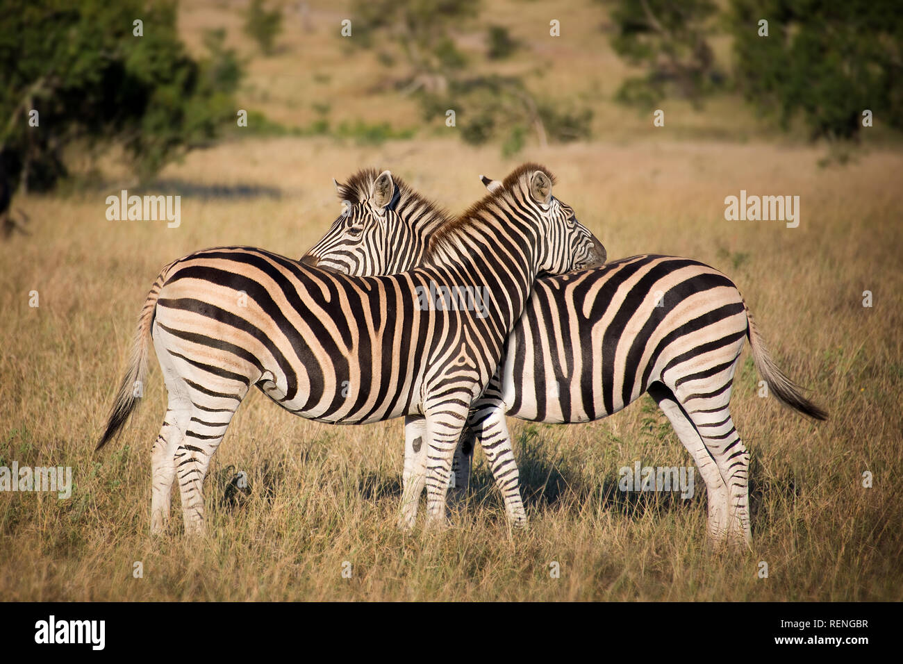 South africa zebra landscape hi-res stock photography and images - Alamy