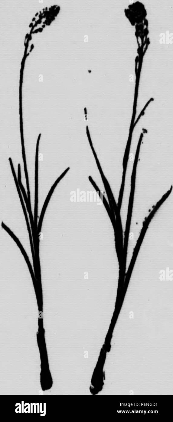 Camas plant bulb Black and White Stock Photos & Images - Alamy