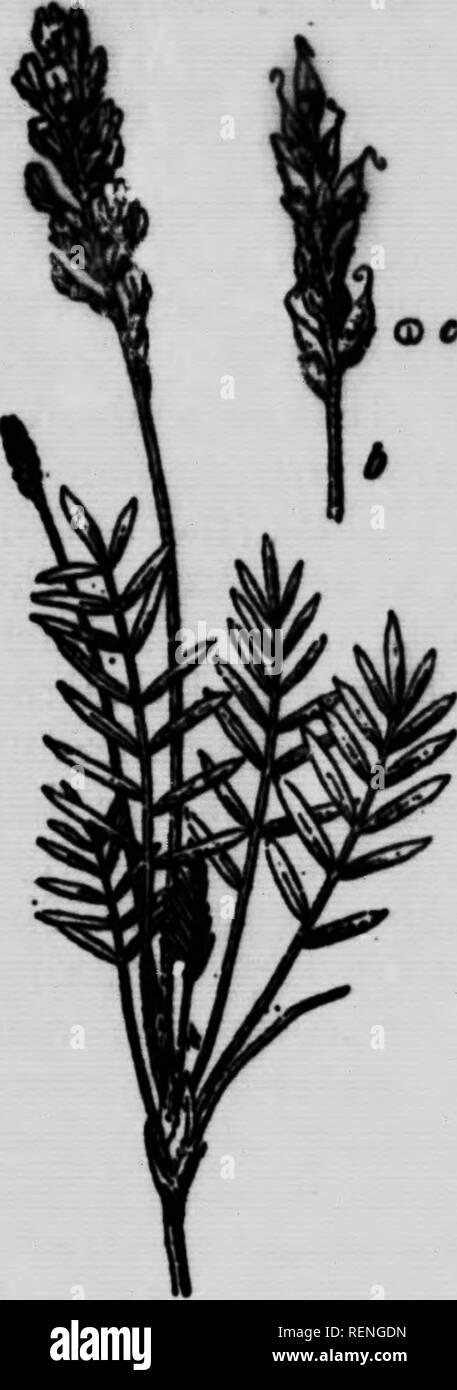 Loco weed hi-res stock photography and images - Alamy