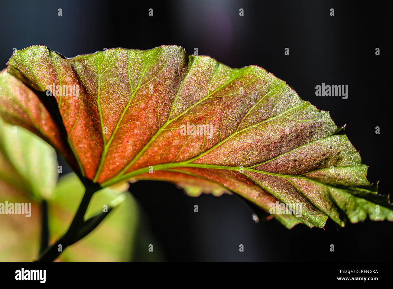 Beautiful leaf hi-res stock photography and images - Alamy