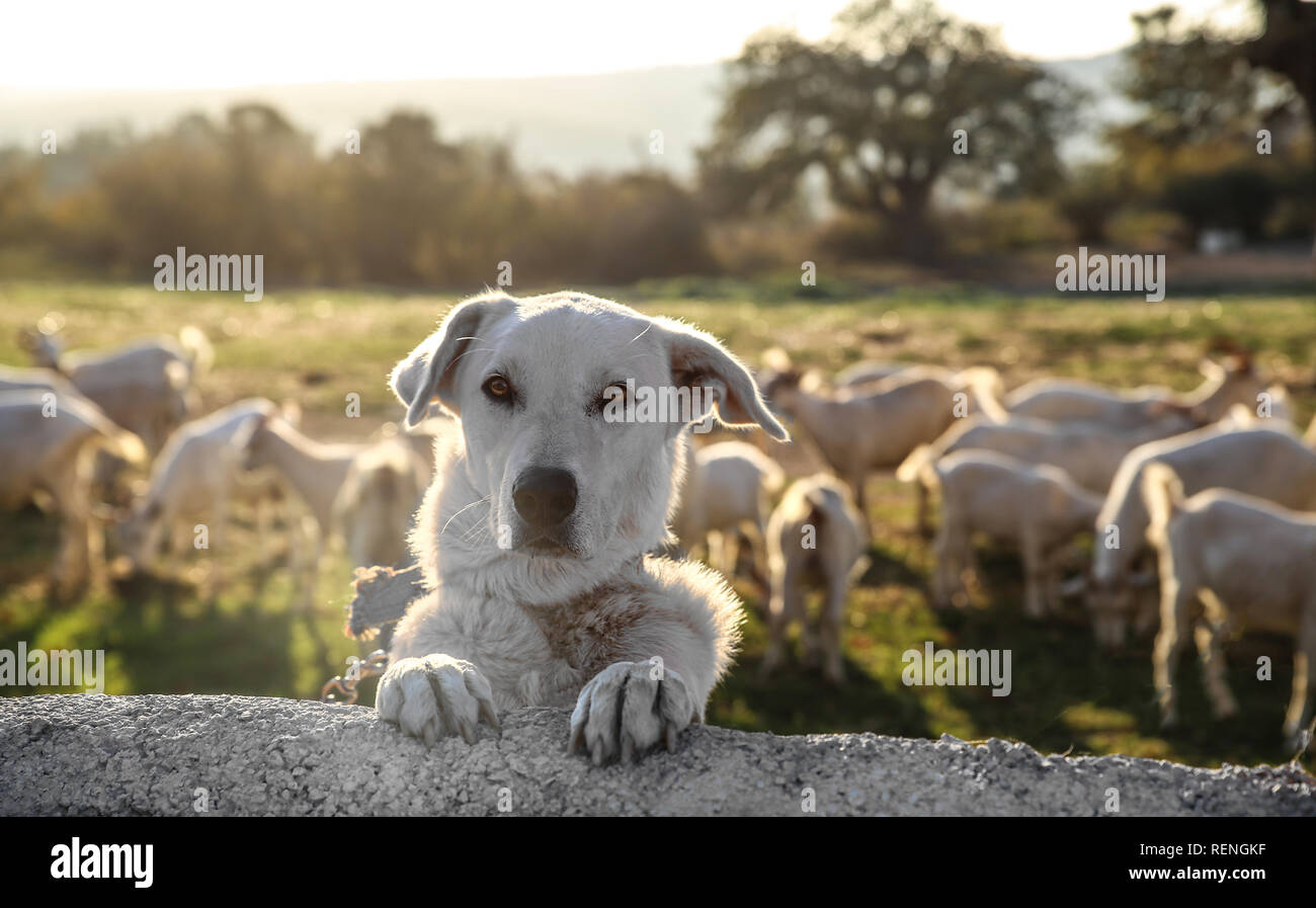 Guardian dog goats hi-res stock photography and images - Alamy
