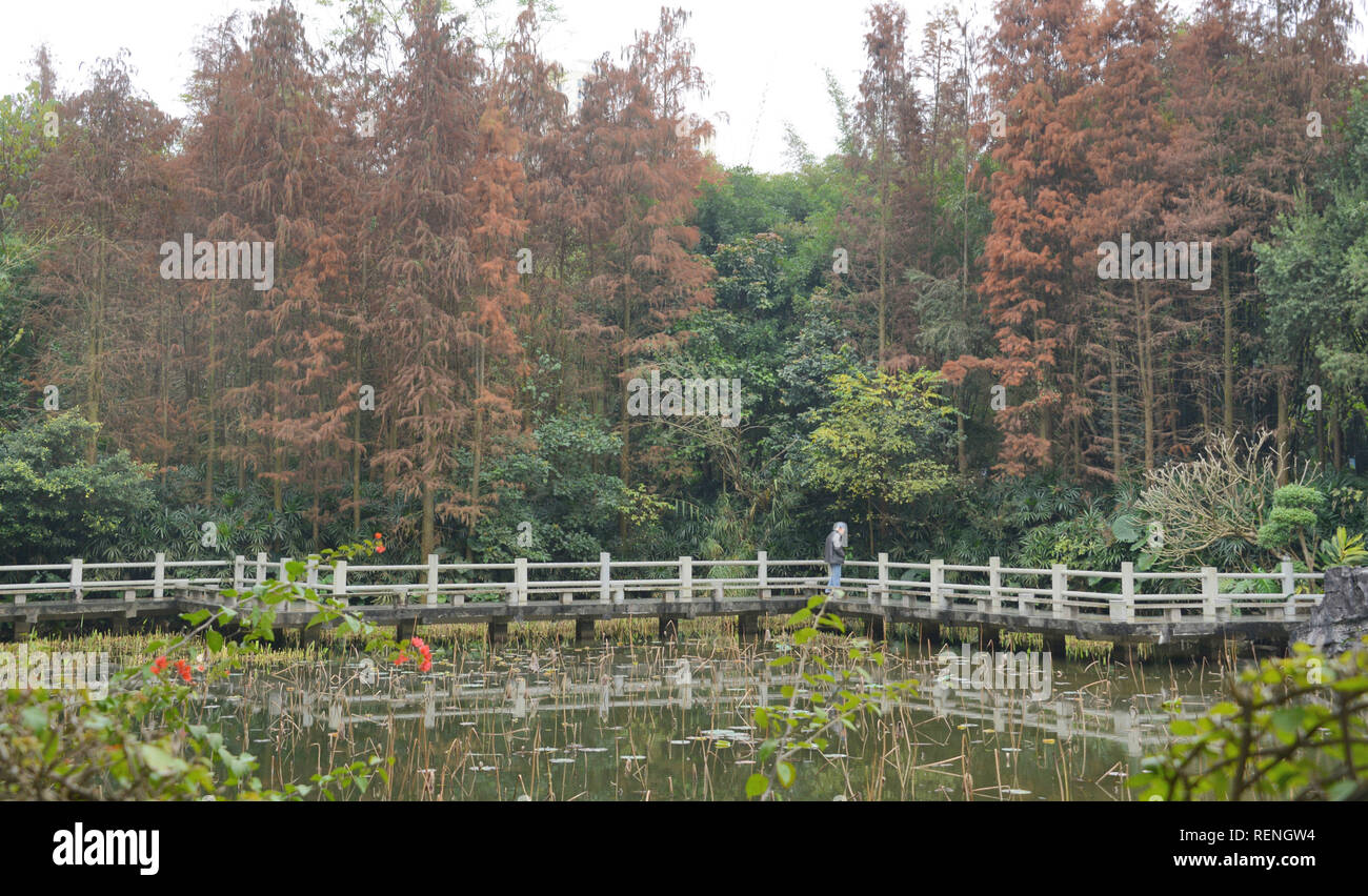 Nanning, China. 21st Jan, 2019. Scenery of bald cypress forest in ...