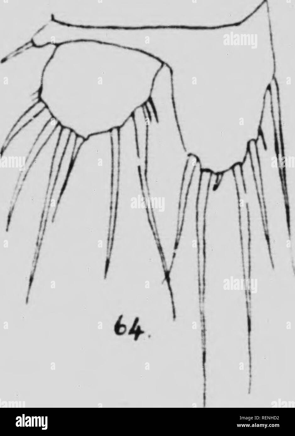 Lolie hi-res stock photography and images - Alamy