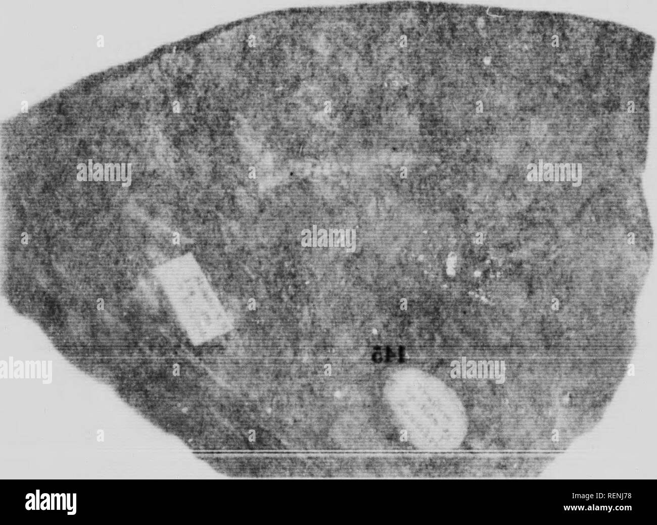 Paleobotany study hi-res stock photography and images - Alamy