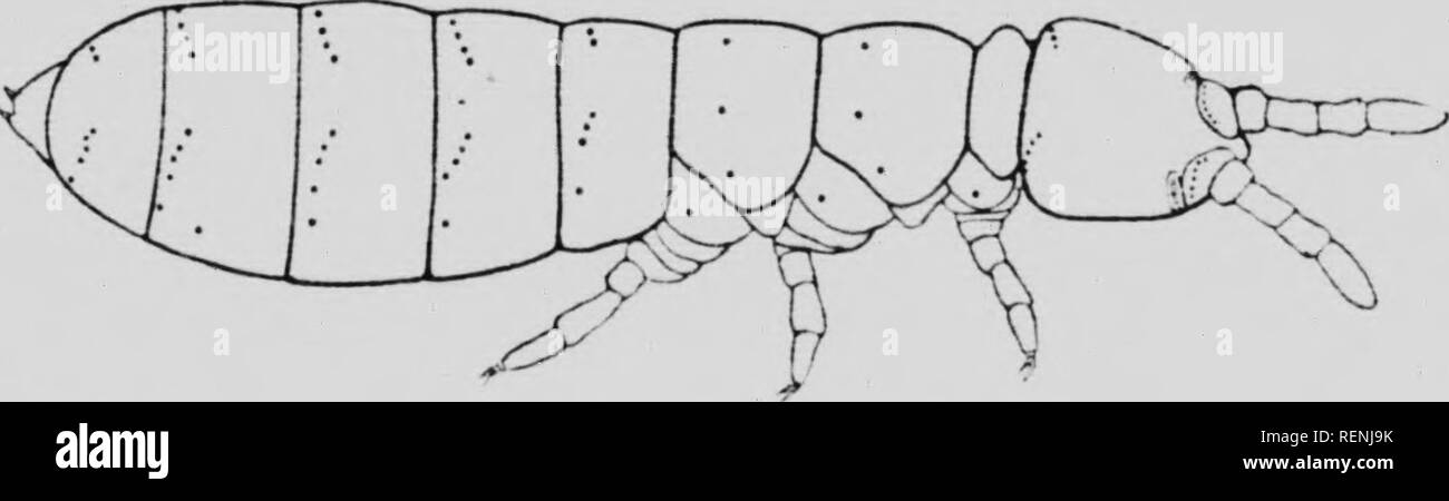 Collemboles hi-res stock photography and images - Alamy